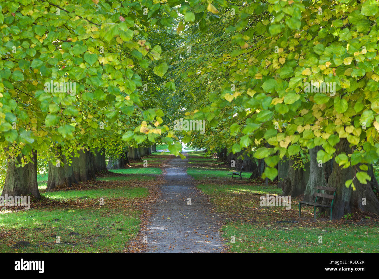 Lime avenue in the park Putbus, island Rügen, Mecklenburg-West ...