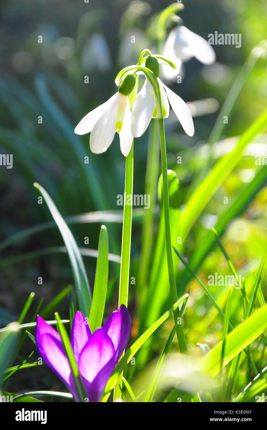Snowdrops crocus hi-res stock photography and images - Alamy
