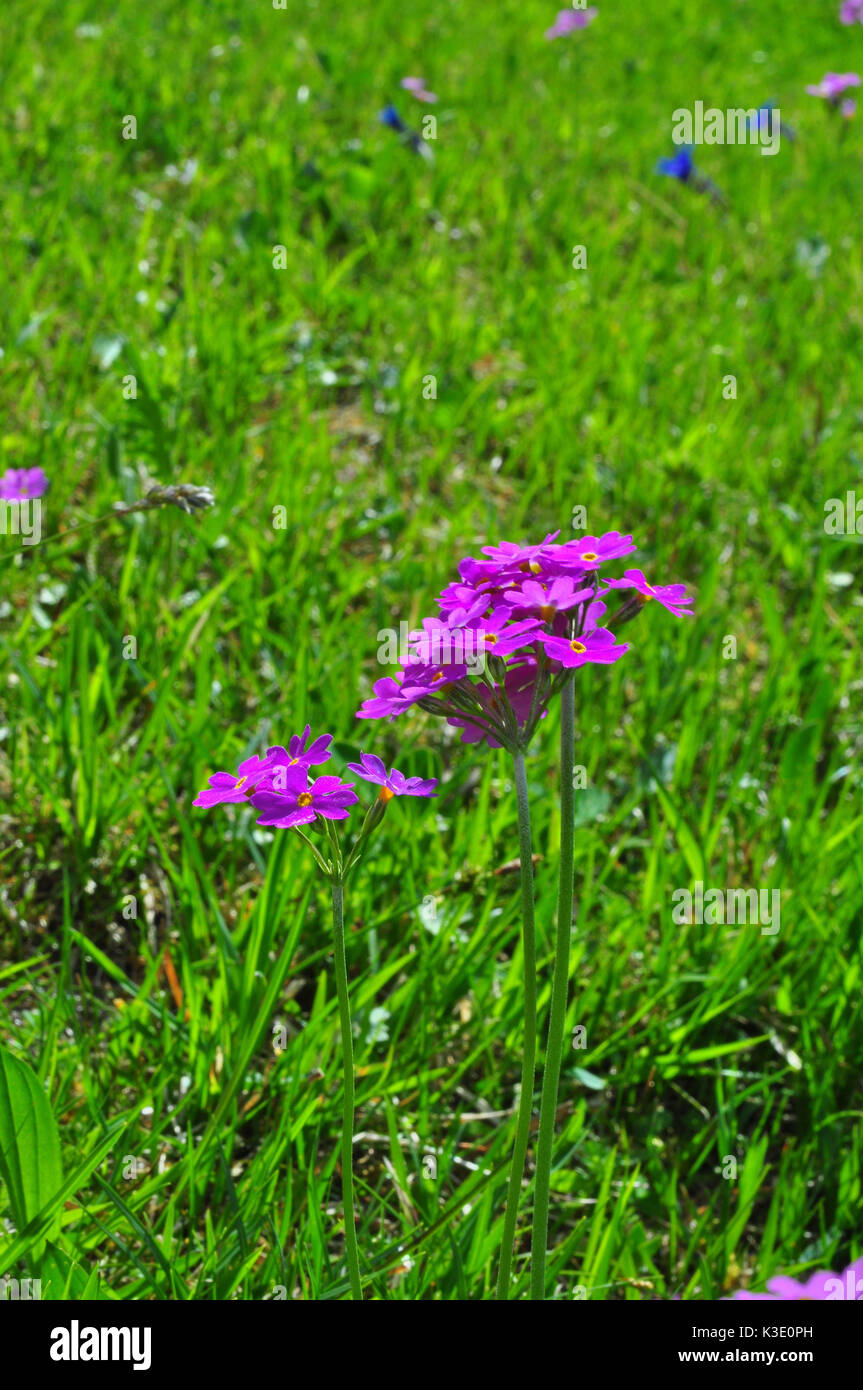 Mountain pasture, flour primrose, Primula farinosa Stock Photo - Alamy