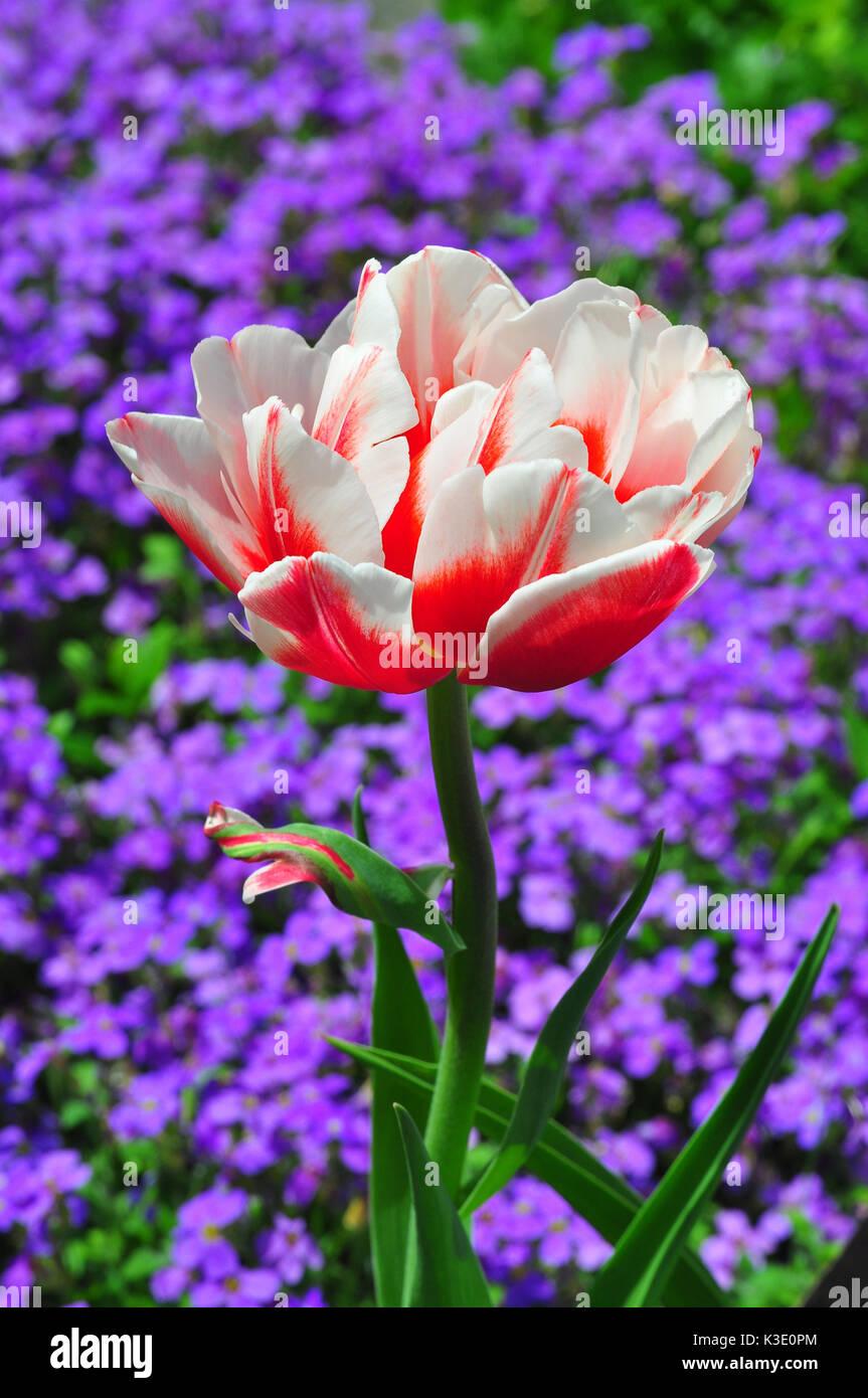 Ground cover plant hi-res stock photography and images - Alamy