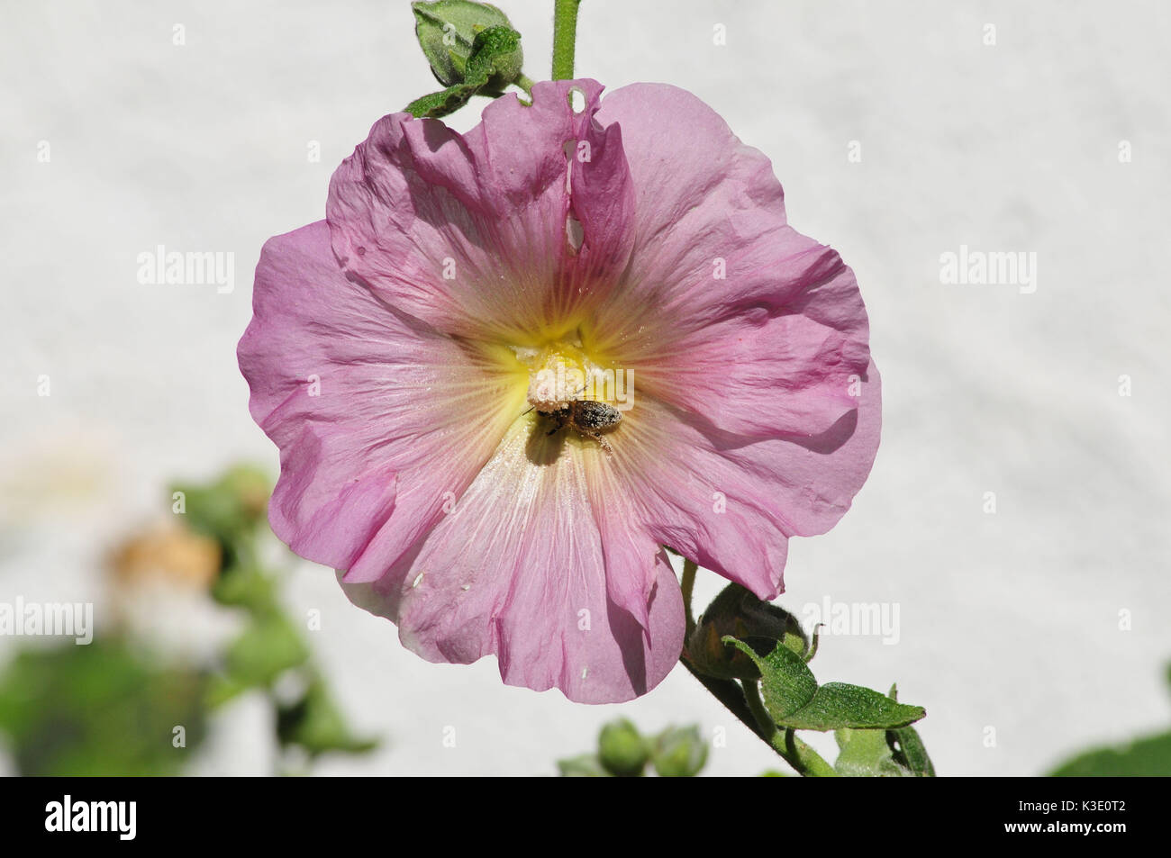 Floor rose, blossom Stock Photo - Alamy