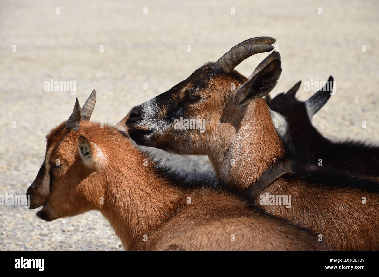 Austria, Tyrol, Eng, nature reserve, Großer Ahornboden, goats Stock ...