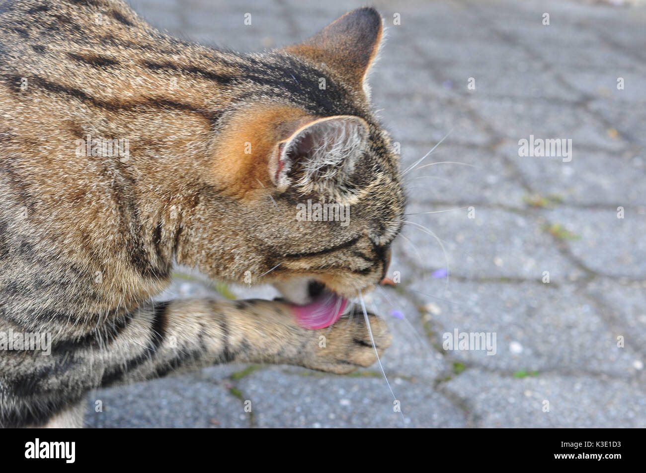 Getigert High Resolution Stock Photography and Images - Alamy