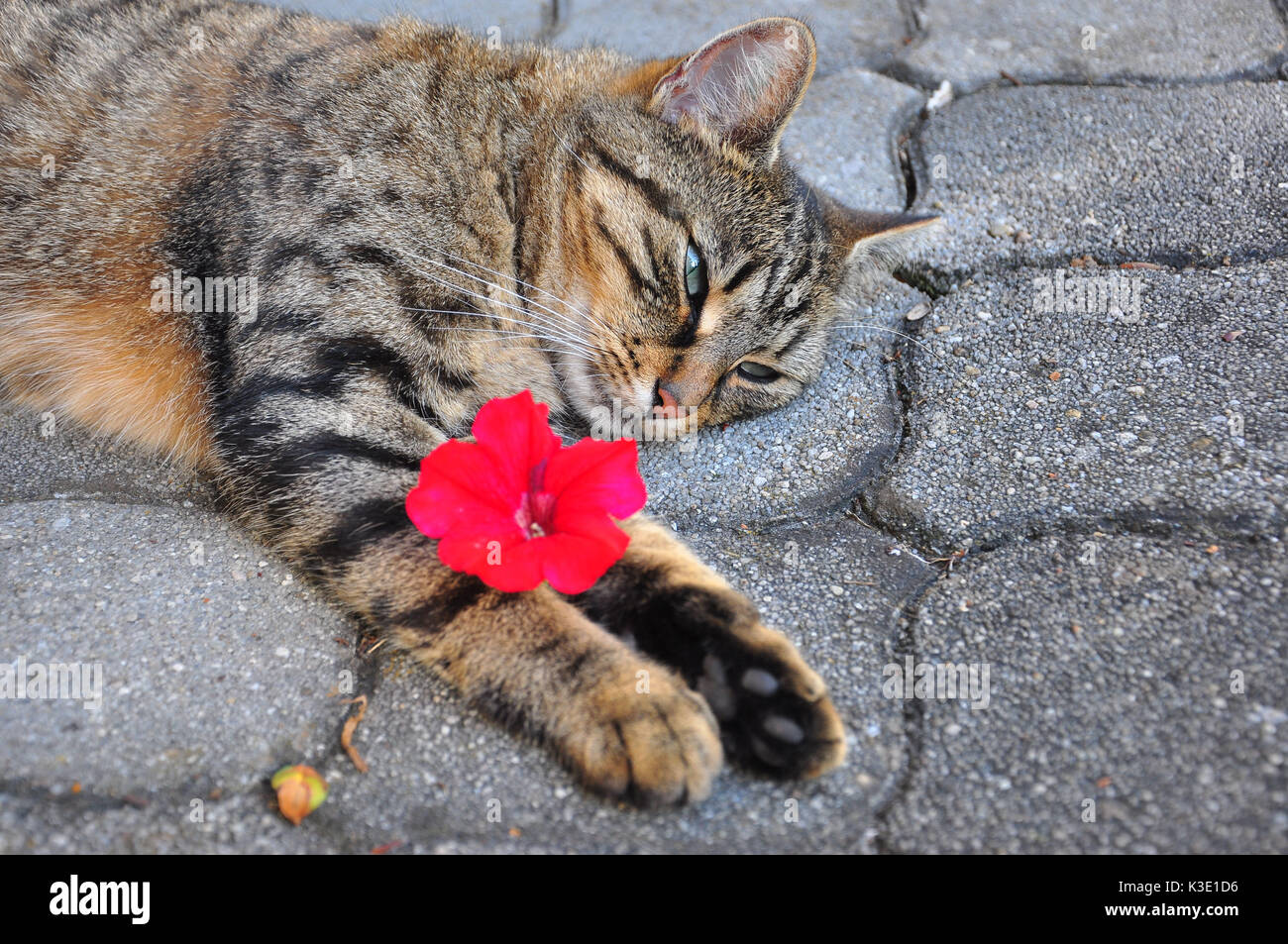 Katze, getigert, auf Pflaster, ruhen, Blume Stock Photo - Alamy