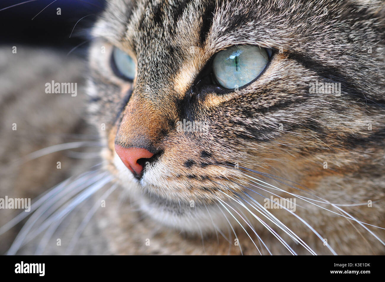 Katze, getigert, Kopf, nah Stock Photo - Alamy