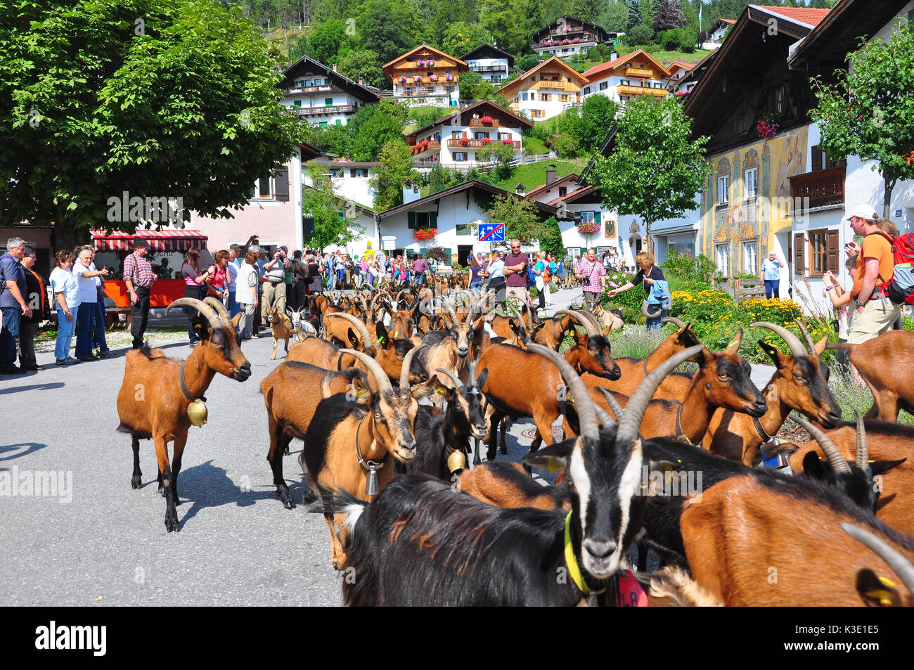Germany, Bavaria, Mittenwald, bringing down goats from mountain ...