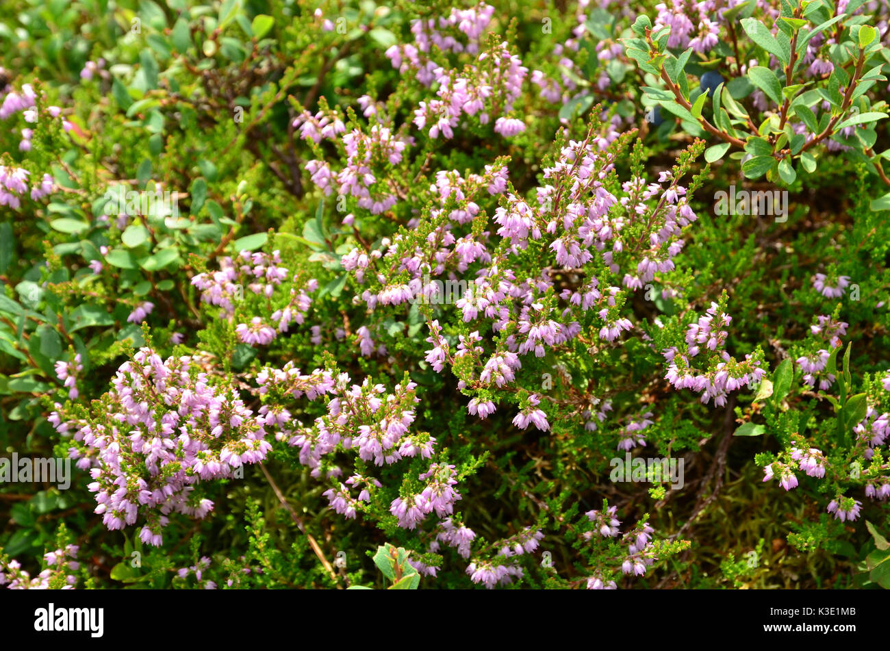 Flora wild hi-res stock photography and images - Alamy