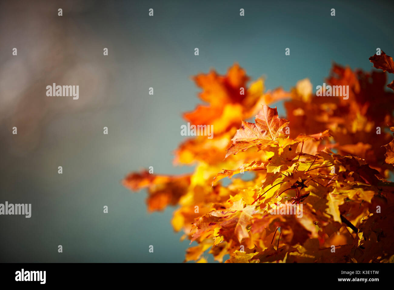 Detailed leaves hi-res stock photography and images - Alamy