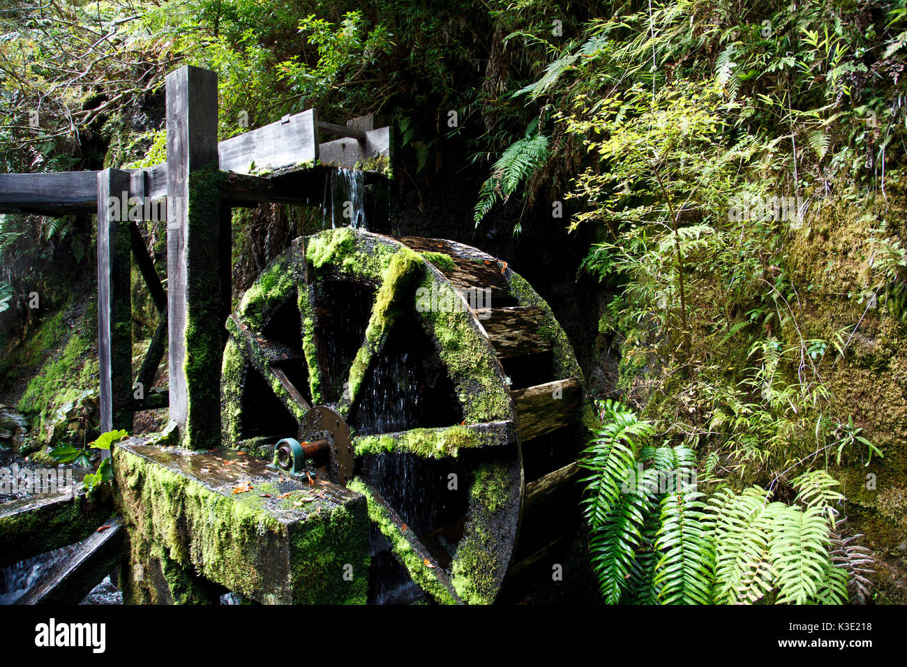 Waterwheel Carnivorous Plant