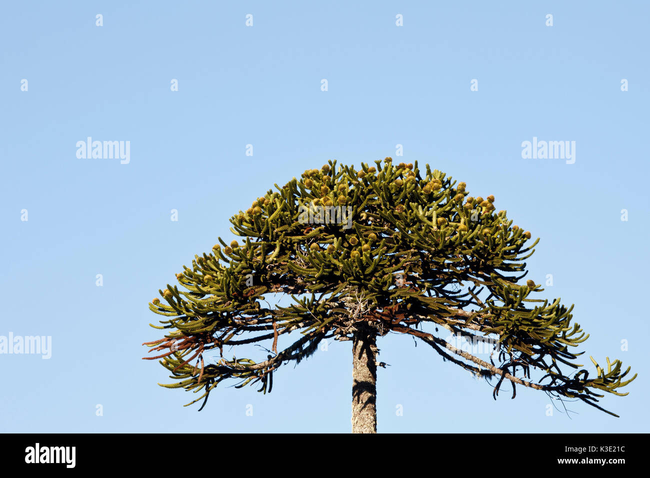 Chile, Araucania, national park Conguillio, Araukarie Stock Photo - Alamy