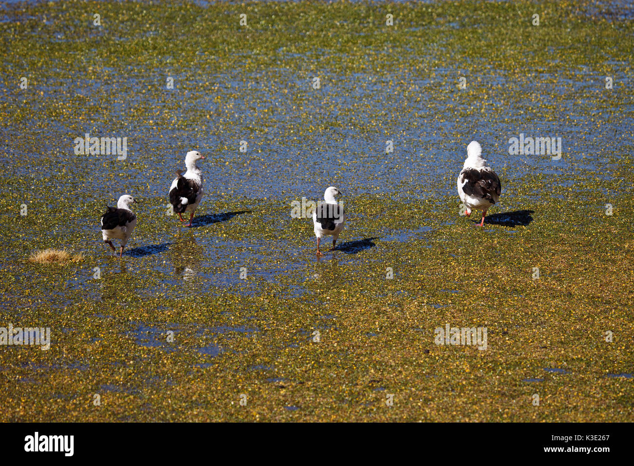 Ducks of north america hi-res stock photography and images - Alamy