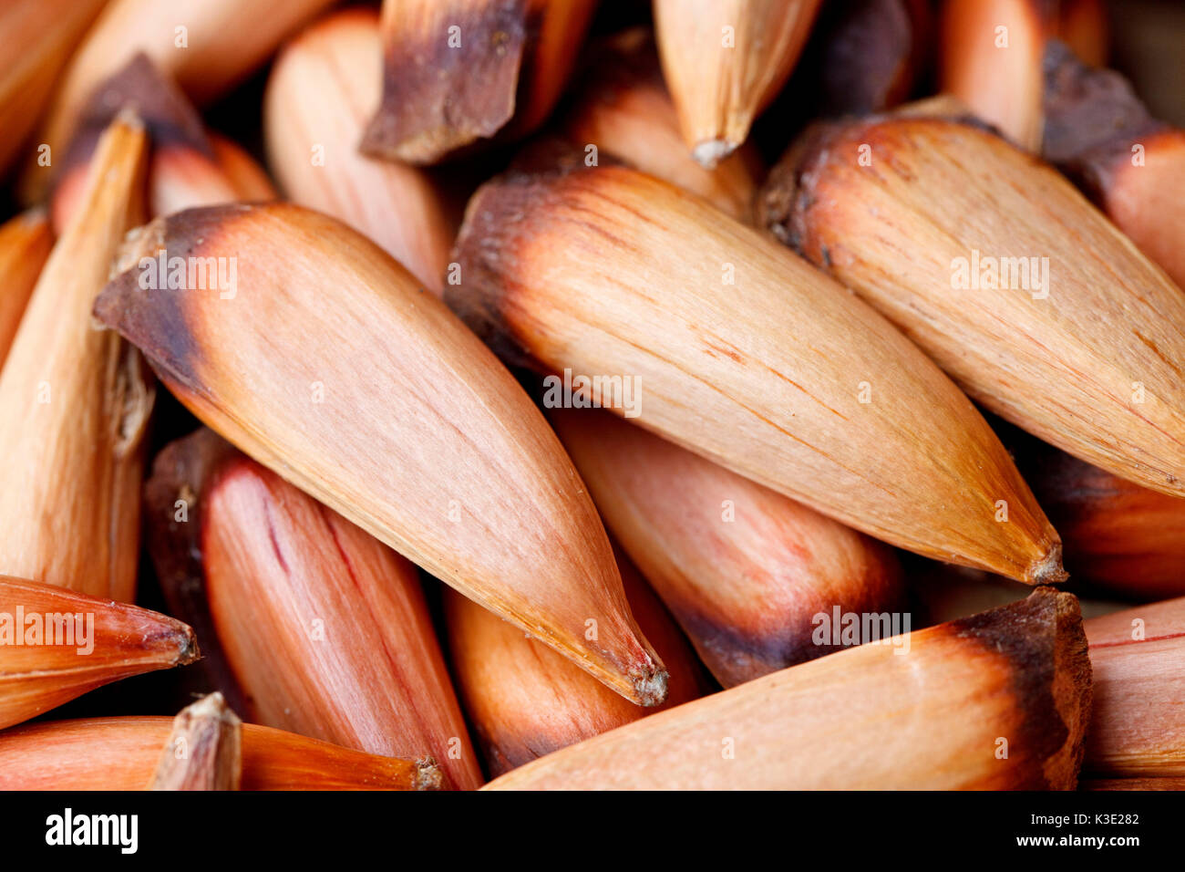 Chile, Araucania, Curarrehue, Mapuche, semen of the Araukarie, Pinones ...