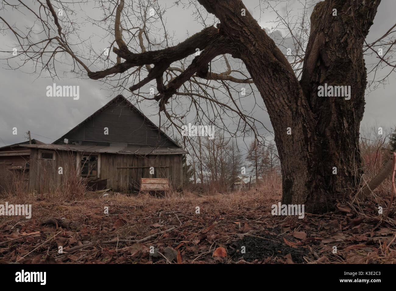 Old terrible house near a big tree Stock Photo - Alamy