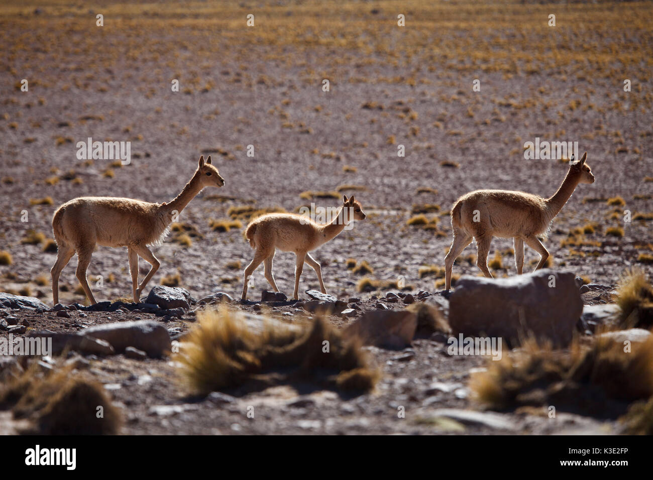 Chile, the North, Andines highland, Vicunas Stock Photo - Alamy