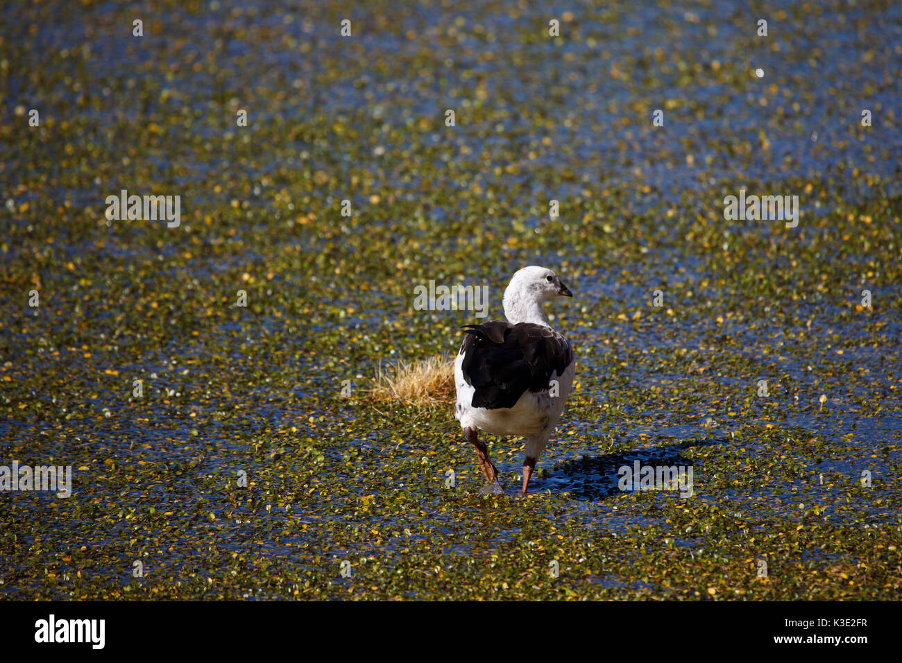 Ducks of chile hi-res stock photography and images - Alamy