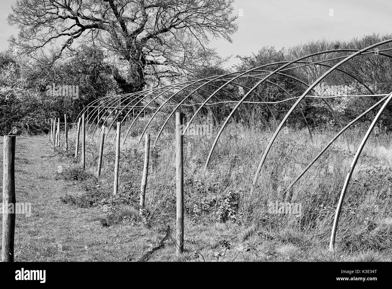 Rundown Kidby Nurseries, Little Clacton, Essex, in a state of decline ...