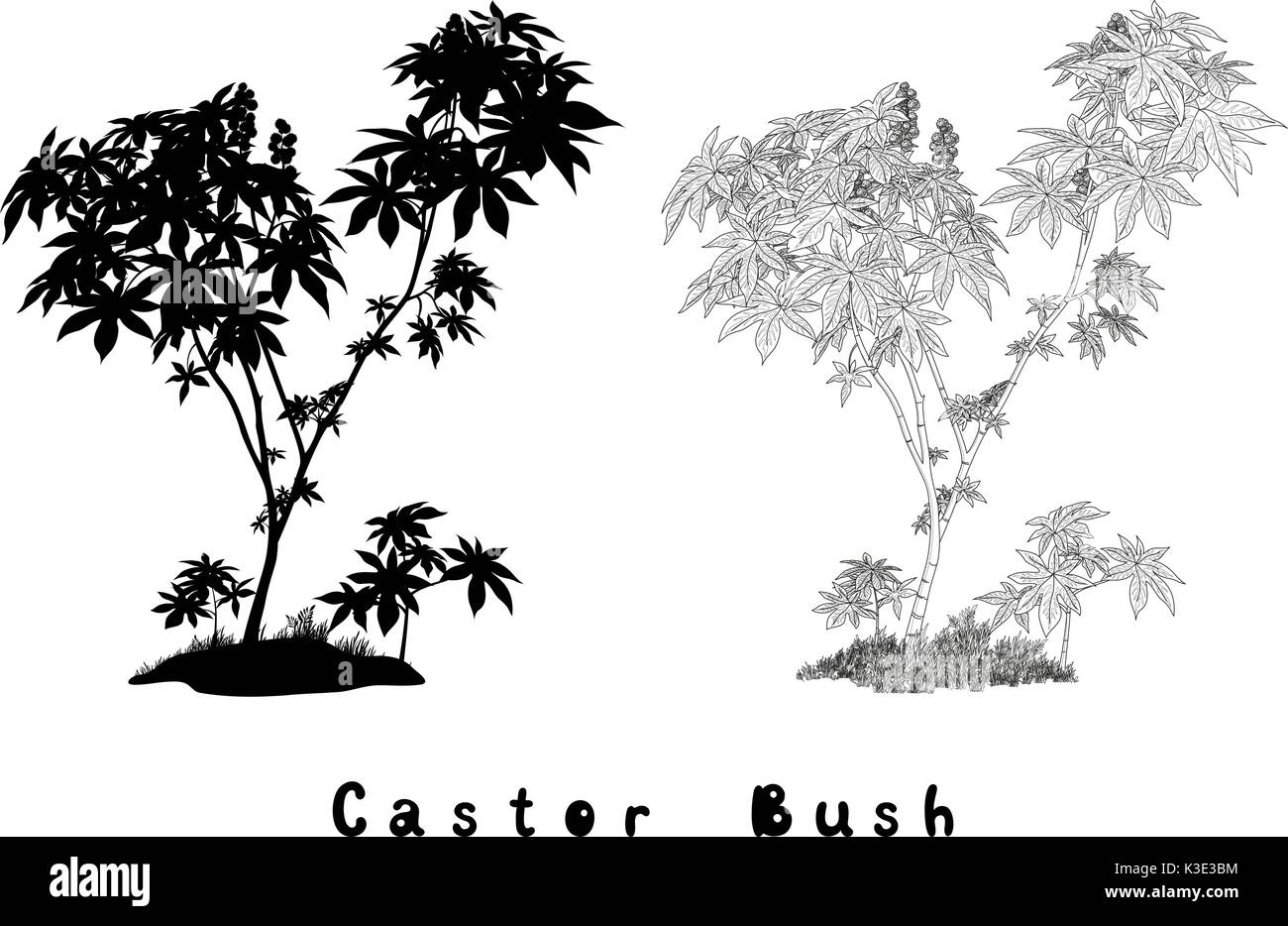 Castor oil plant seeds Stock Vector Images - Alamy