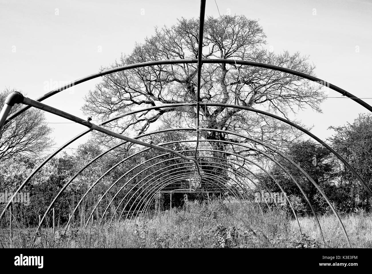 Rundown Kidby Nurseries, Little Clacton, Essex, in a state of decline ...