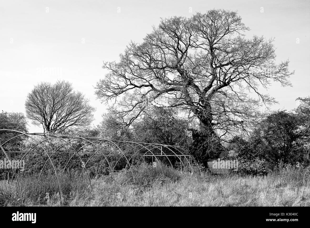 Rundown Kidby Nurseries, Little Clacton, Essex, in a state of decline ...