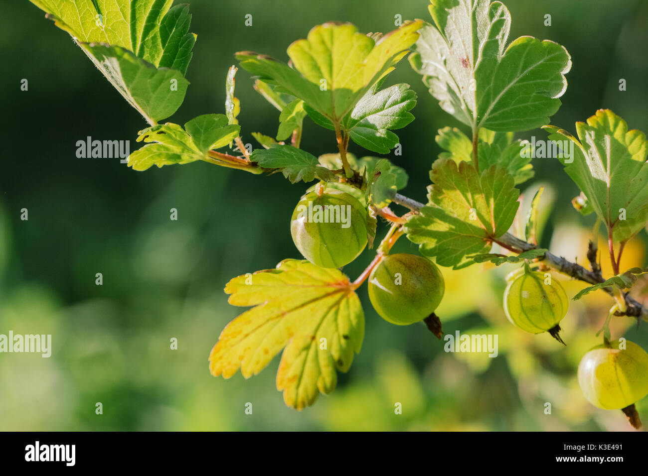 Fresh green gooseberries on a branch of gooseberry bush Stock Photo - Alamy