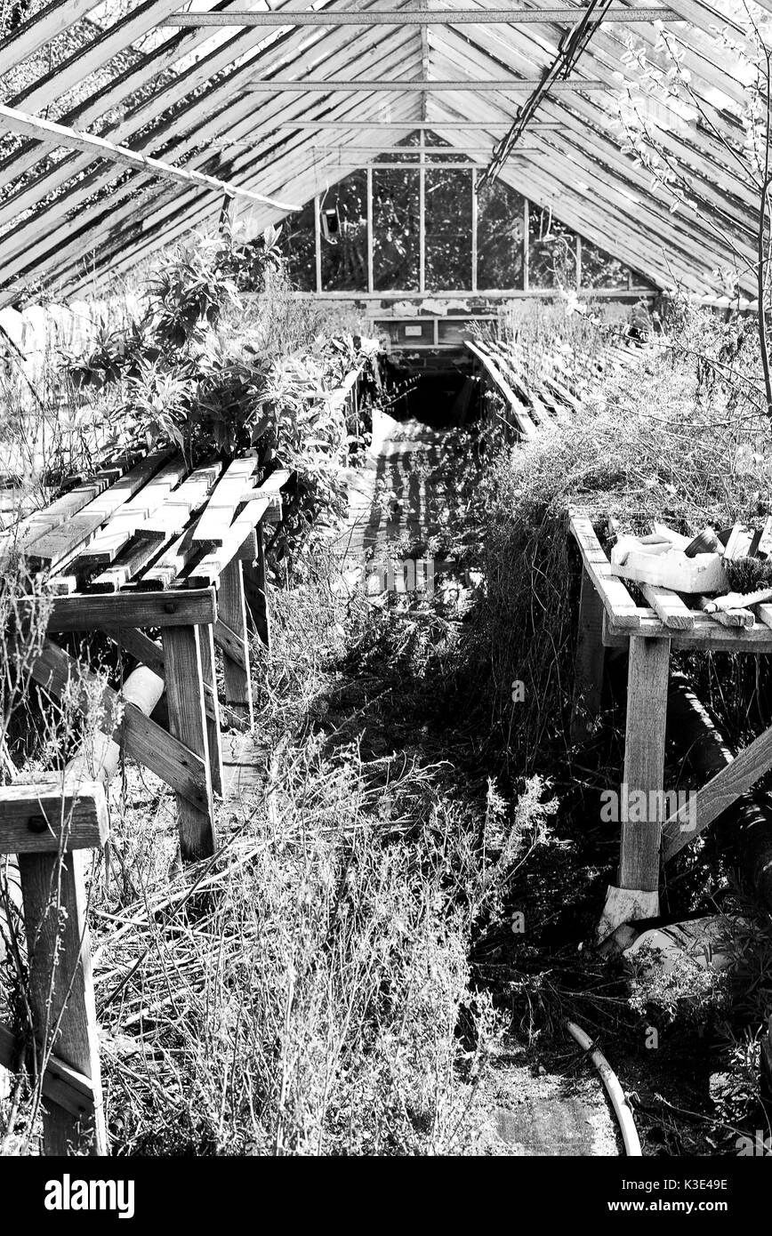 Rundown Kidby Nurseries, Little Clacton, Essex, in a state of decline ...