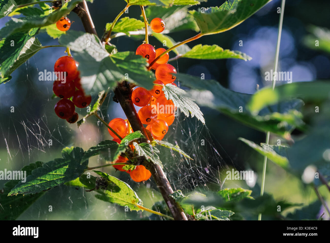 Gooseberry bush twig hi-res stock photography and images - Alamy