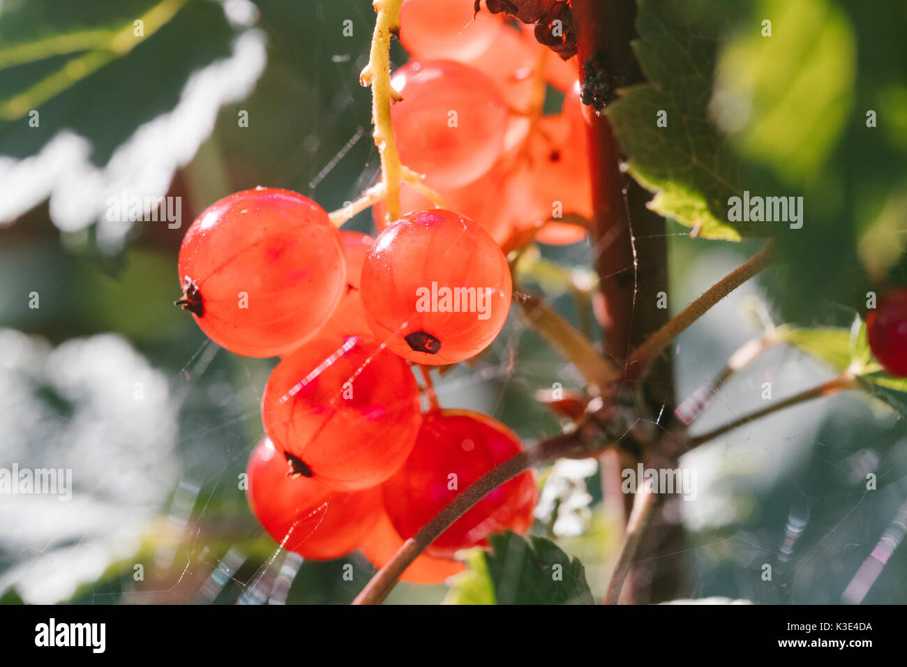 Gooseberry bush twig hi-res stock photography and images - Alamy