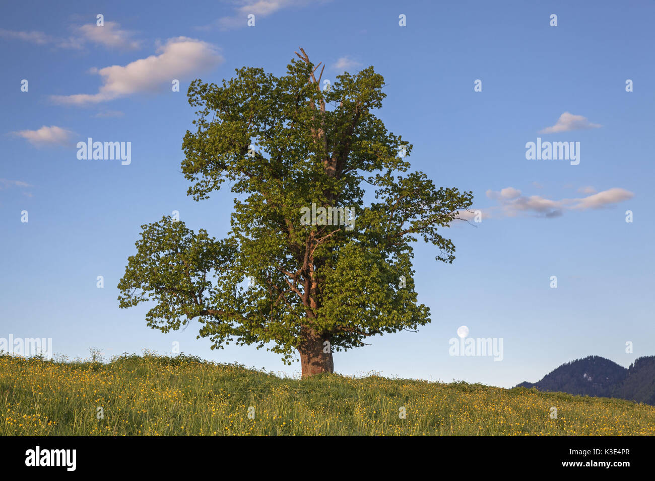 Lime tree in front of estergebirge and ammergauer alps hi-res stock ...