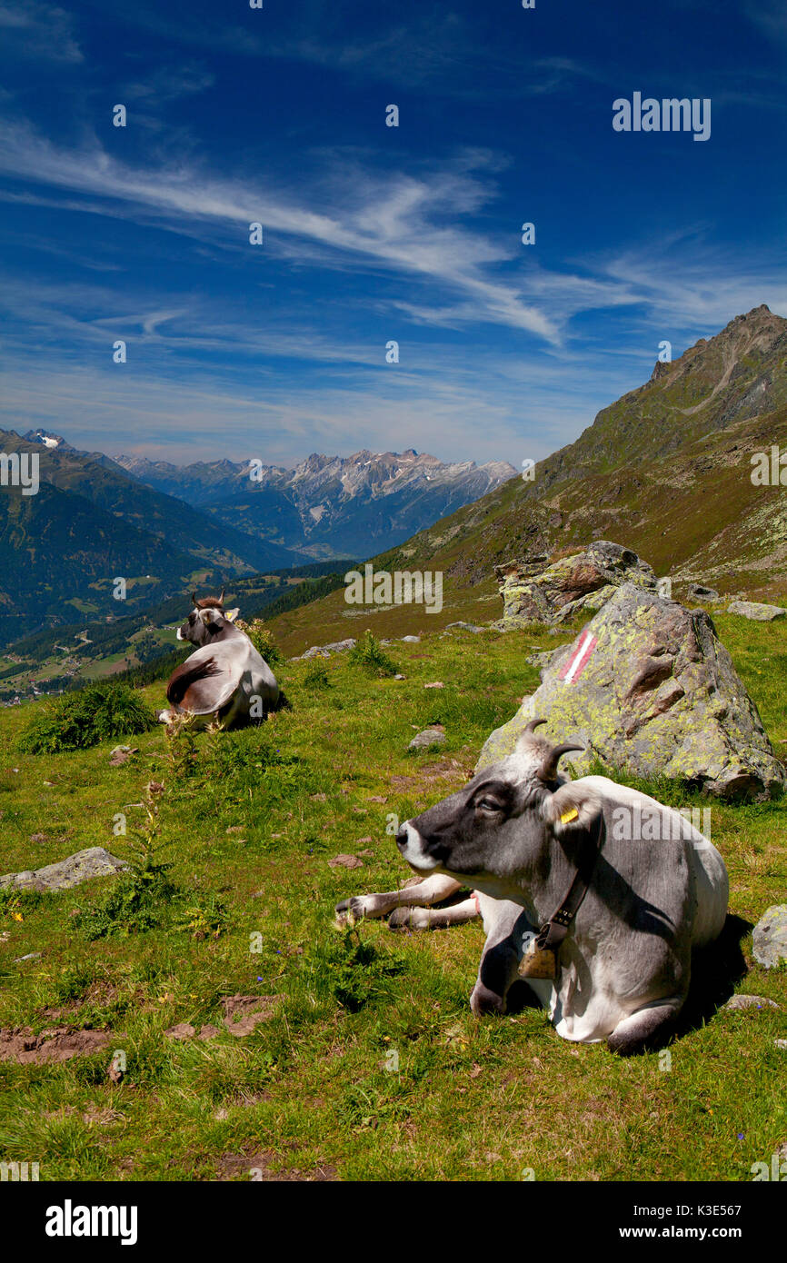 Tyrol grey cattle hi-res stock photography and images - Alamy