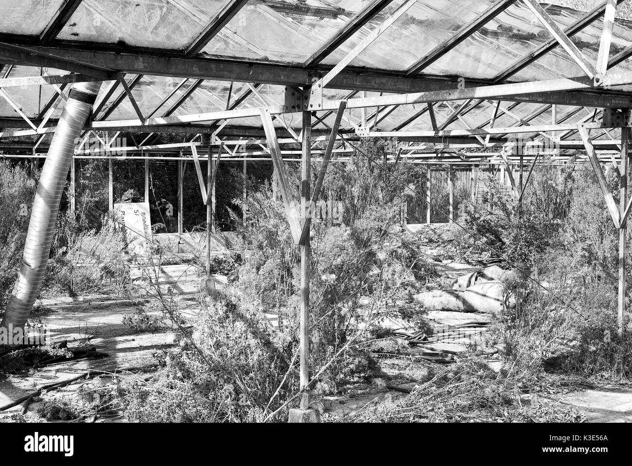 Rundown Kidby Nurseries, Little Clacton, Essex, in a state of decline ...