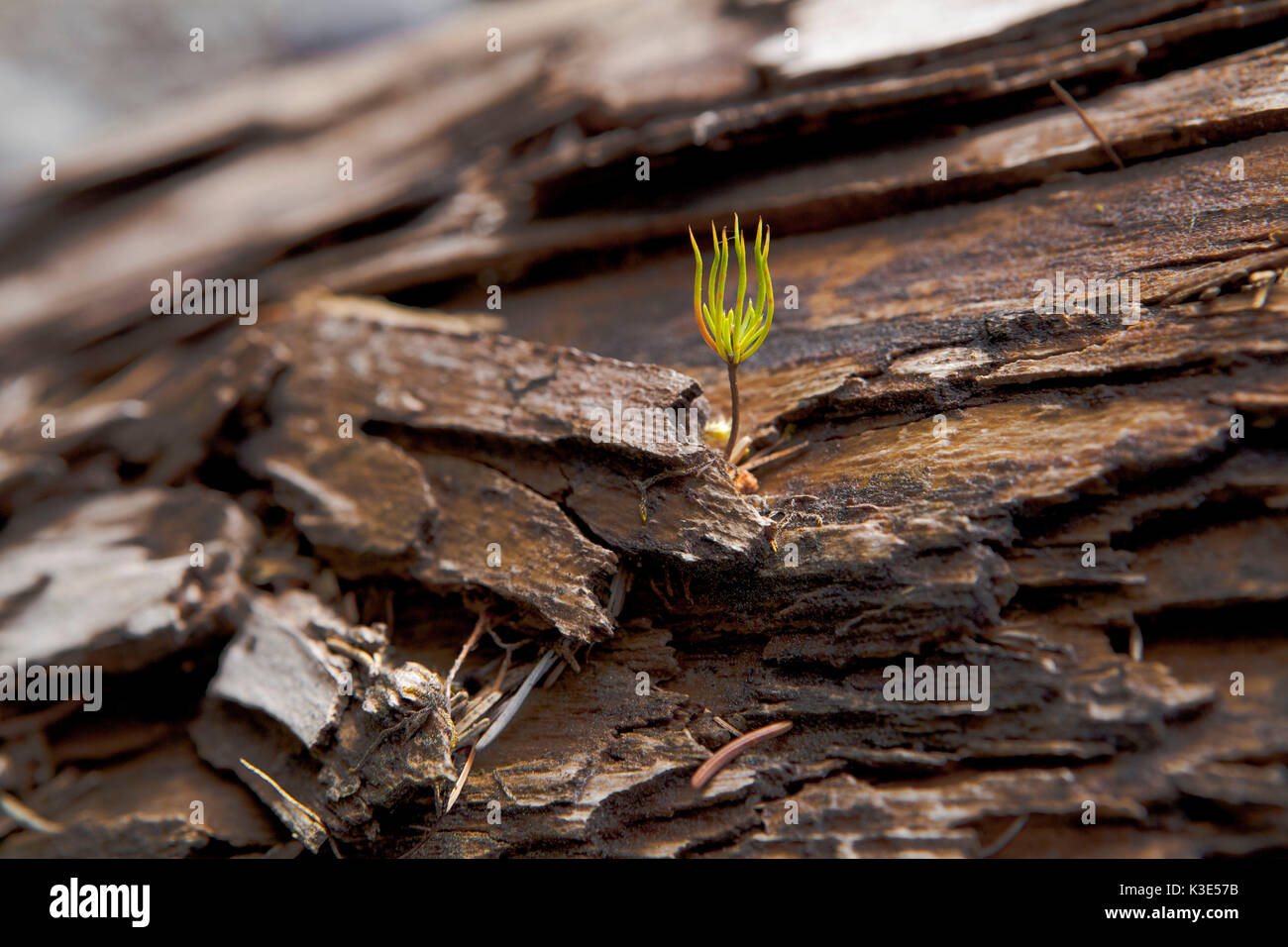 rotten trunk with small plant Stock Photo - Alamy