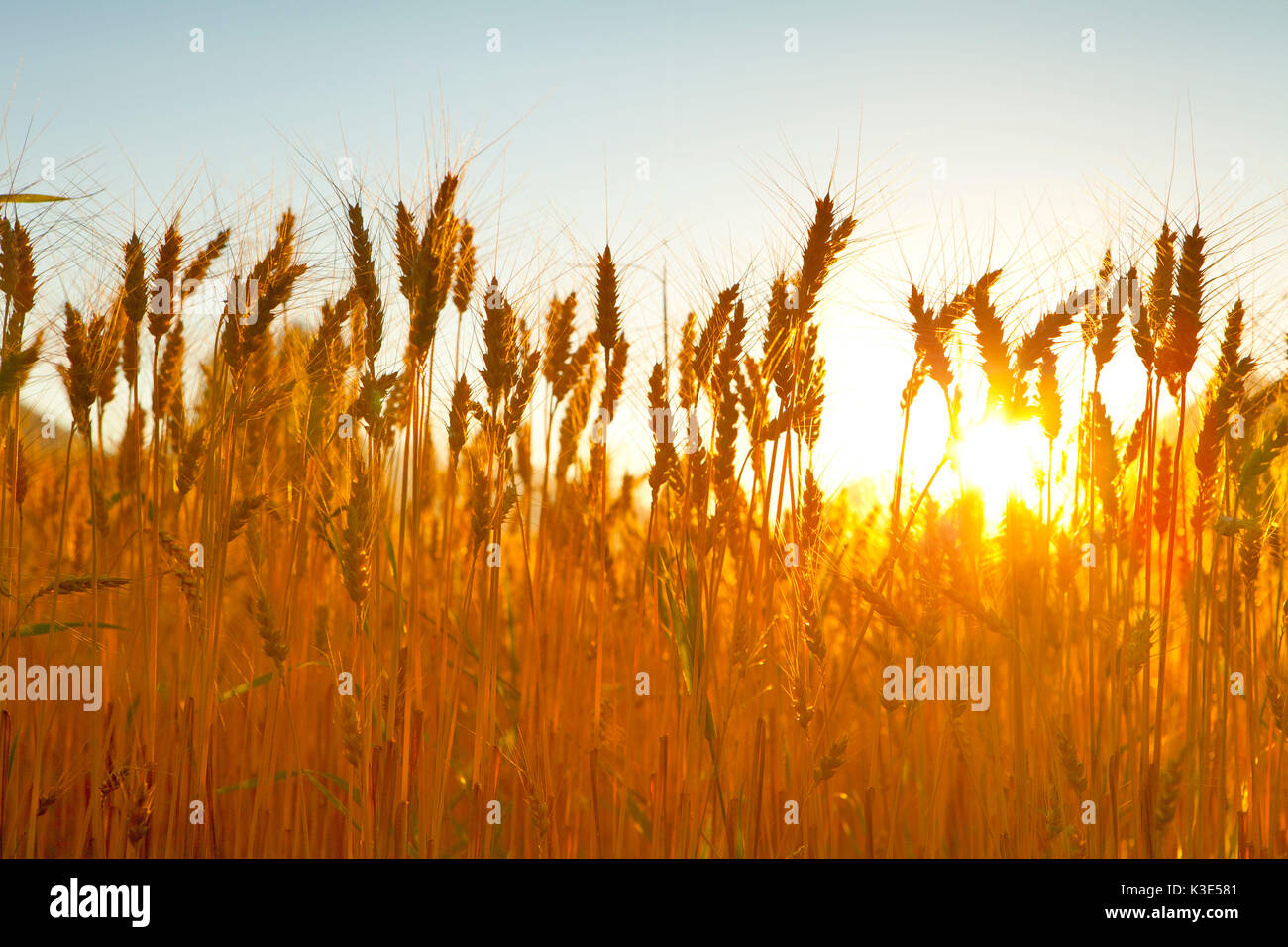 Ears sun hi-res stock photography and images - Alamy