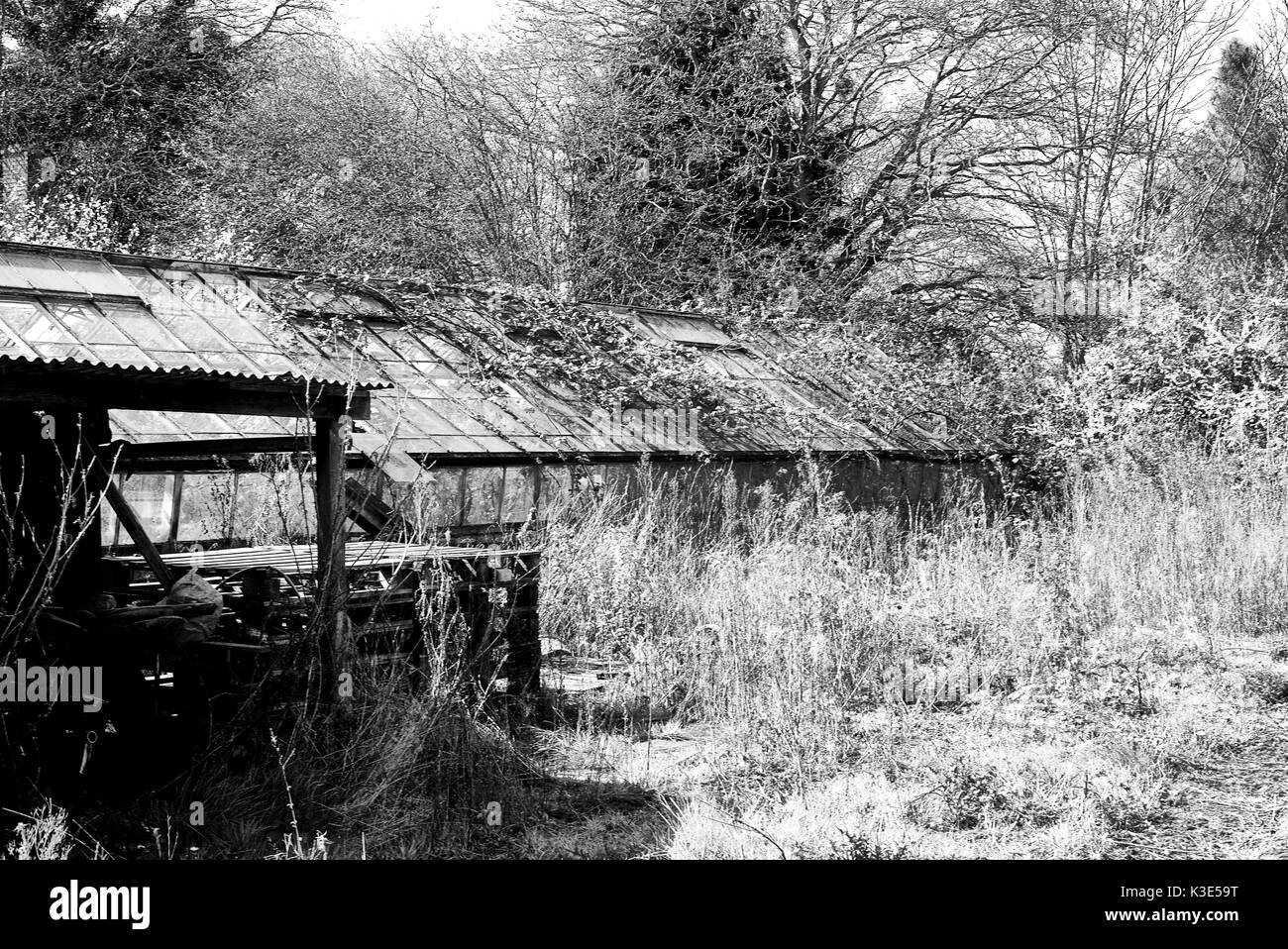 Rundown Kidby Nurseries, Little Clacton, Essex, in a state of decline ...