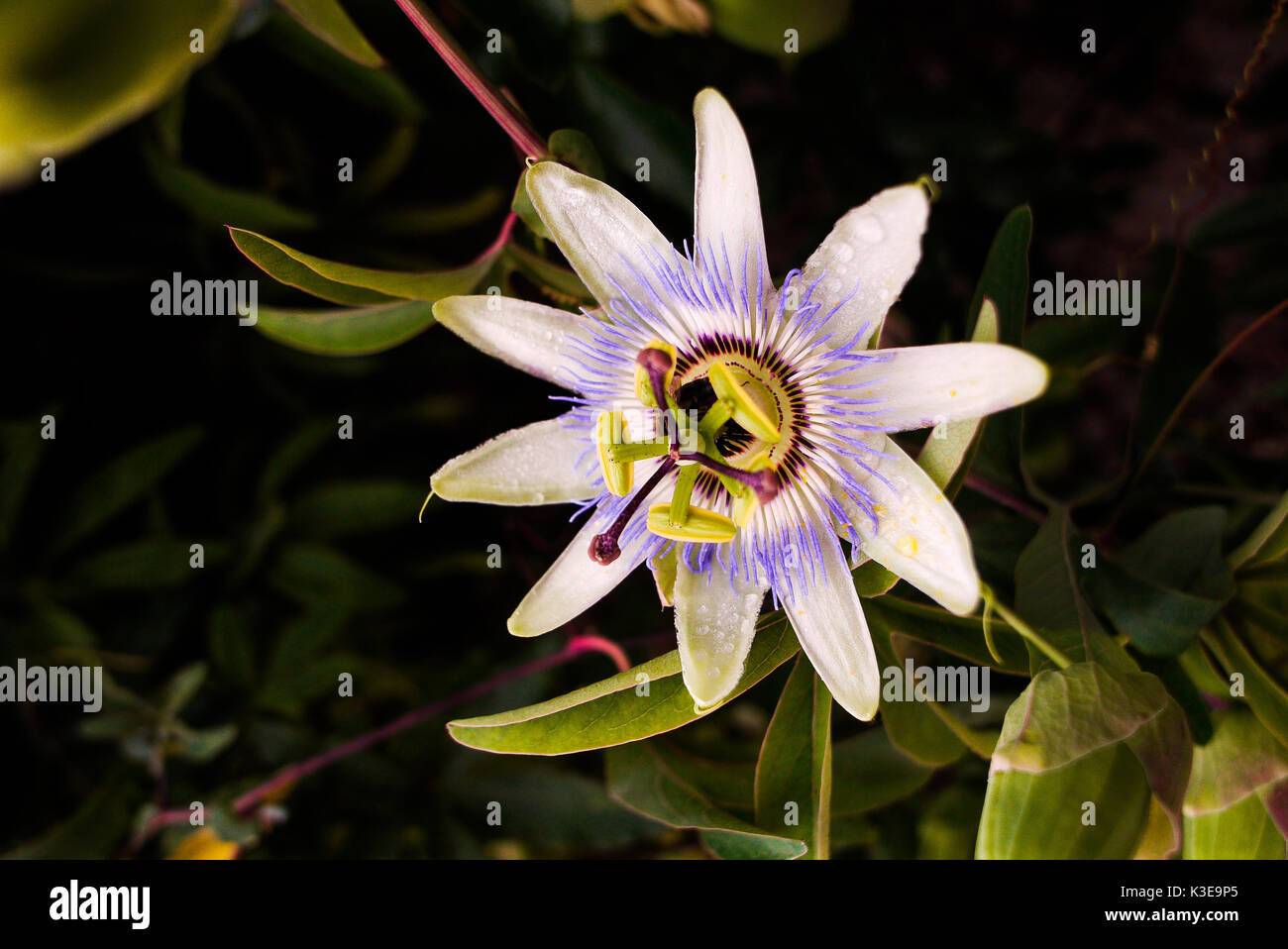 Passiflore hi-res stock photography and images - Alamy