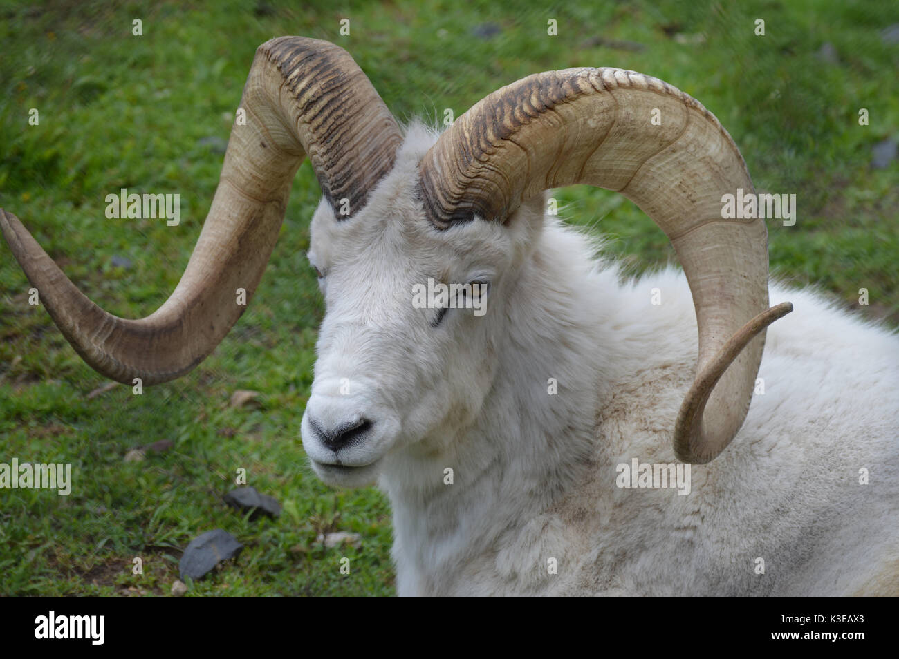 Male dall sheep hi-res stock photography and images - Alamy