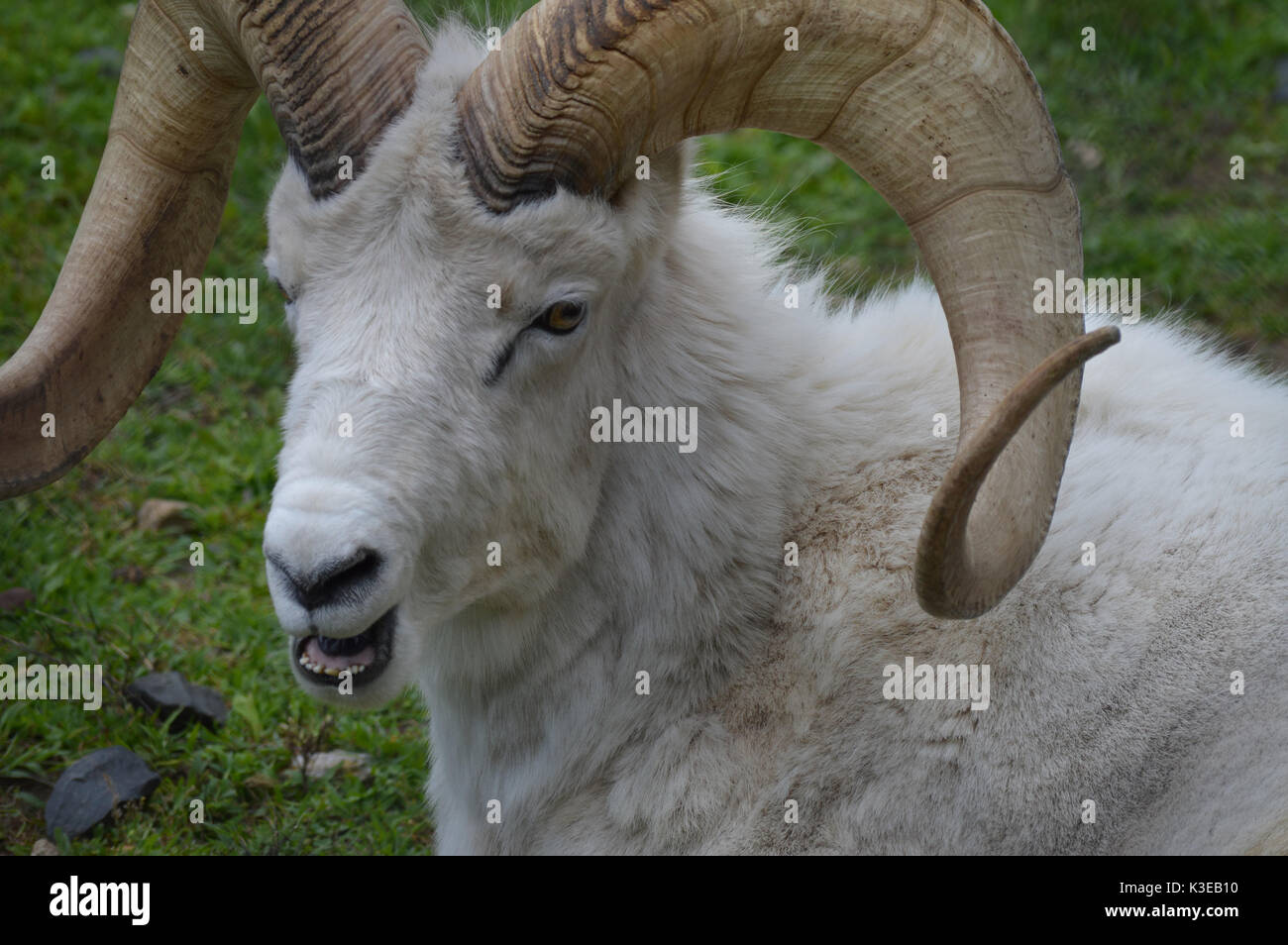 Adult male sheep hi-res stock photography and images - Alamy