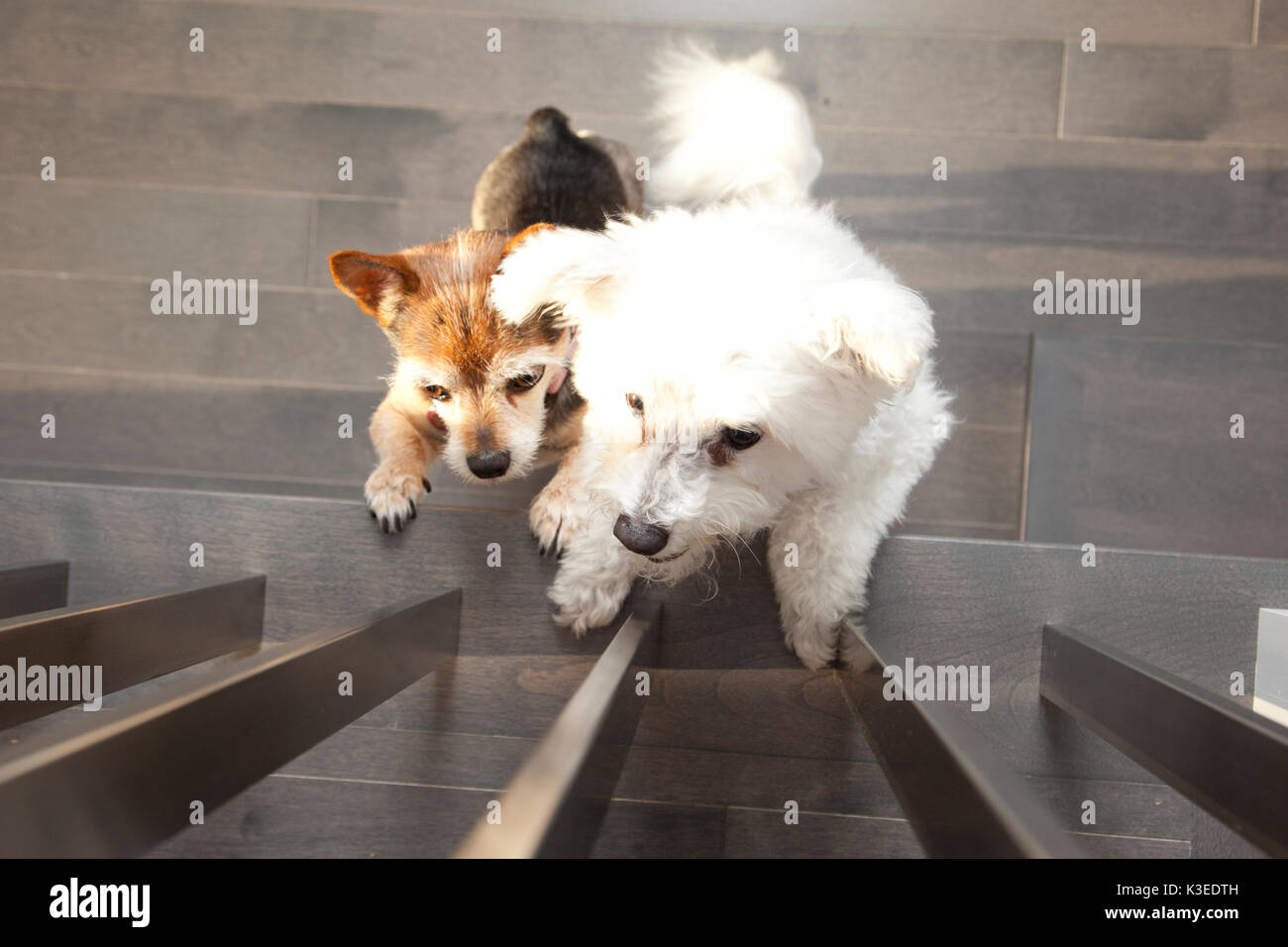 two dogs stand on their hind legs at a railing waiting Stock Photo - Alamy
