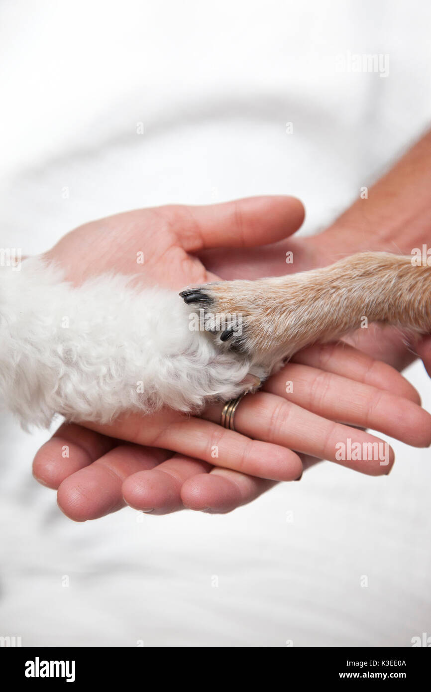 Dogs Paws High Resolution Stock Photography and Images - Alamy