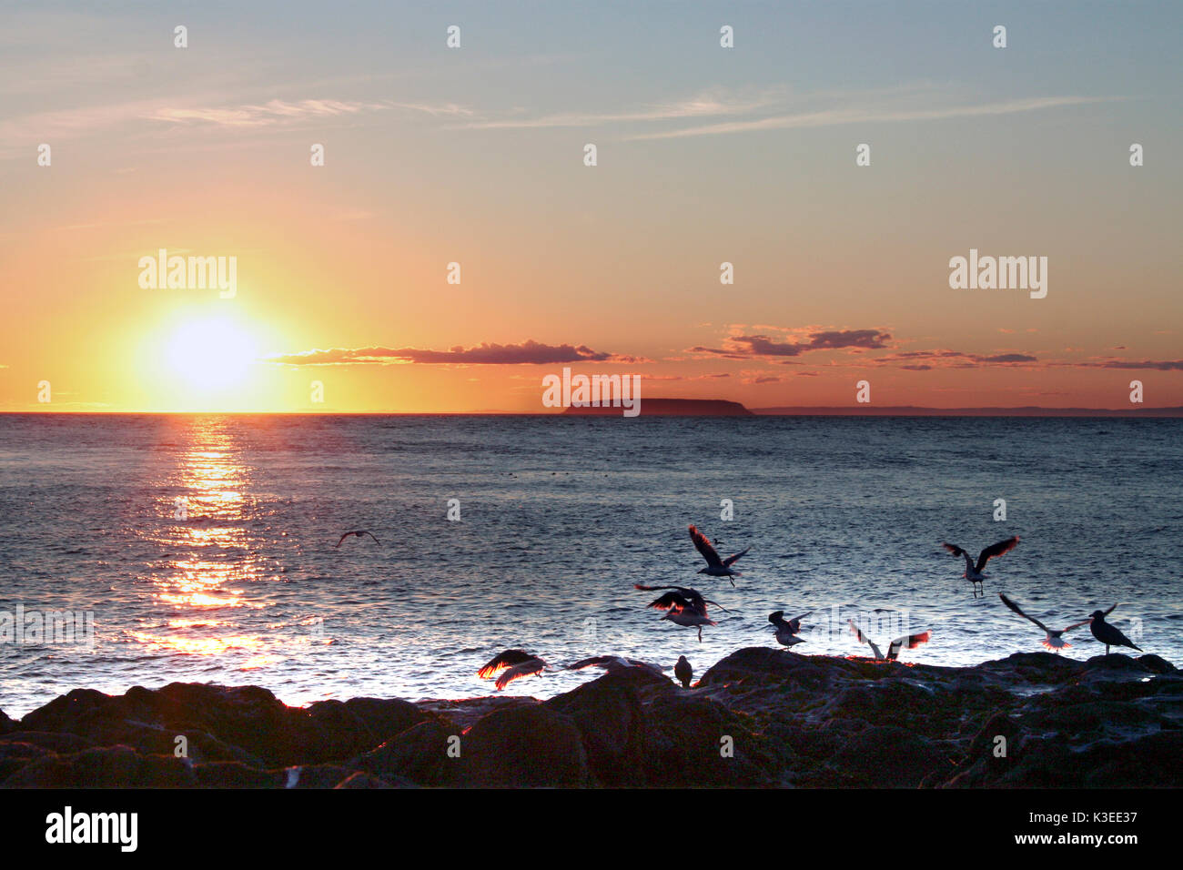 Flying bird over ocean hi-res stock photography and images - Alamy