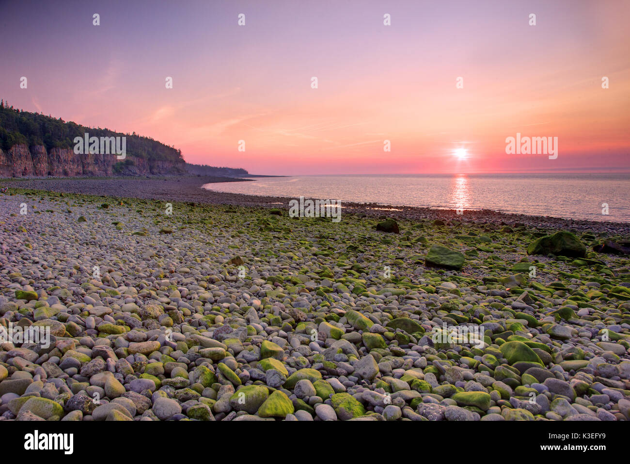Purple algae hi-res stock photography and images - Alamy