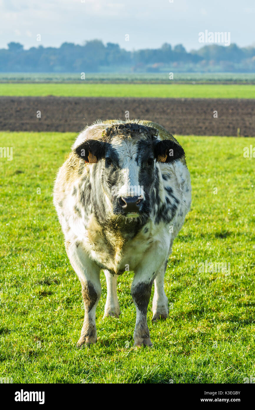 North Holland, the Netherlands - November 5, 2016: Dutch beef cow in a ...