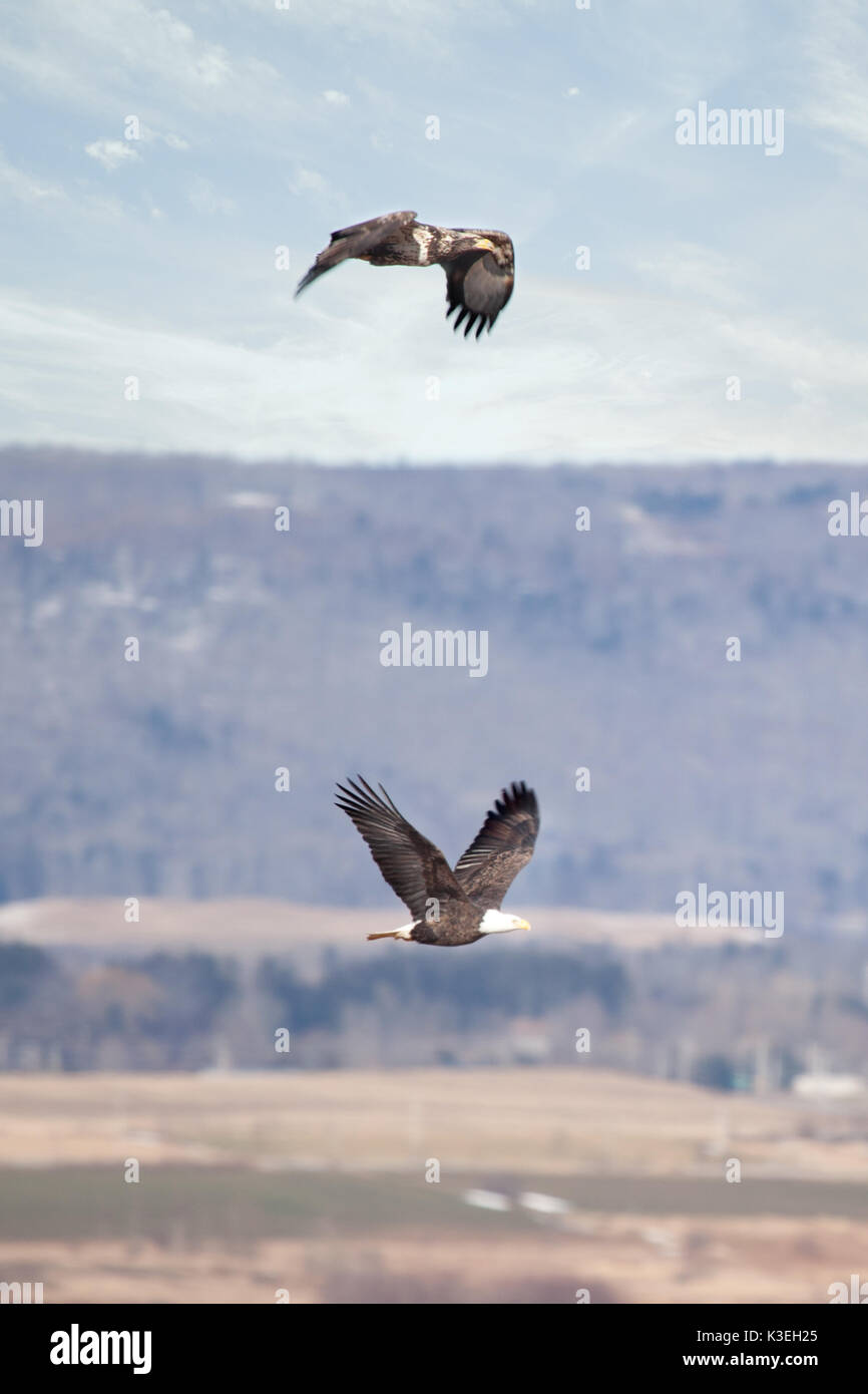 two eagles fly over a valley with mountain behind Stock Photo - Alamy