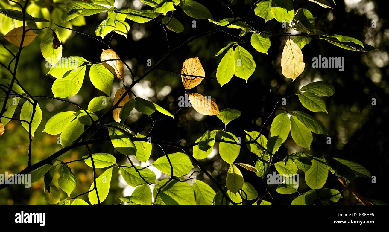 Killerton gardens hi-res stock photography and images - Alamy
