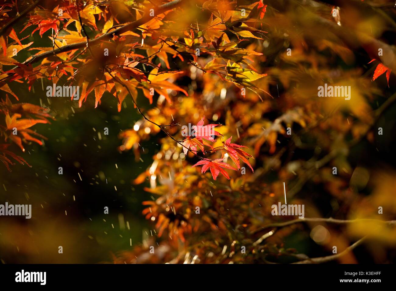 Killerton gardens hi-res stock photography and images - Alamy