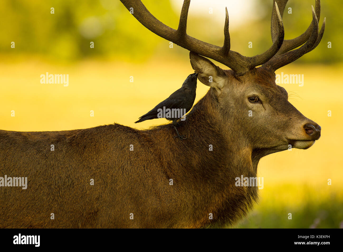Deer Rut Season Wildlife Stock Photo - Alamy