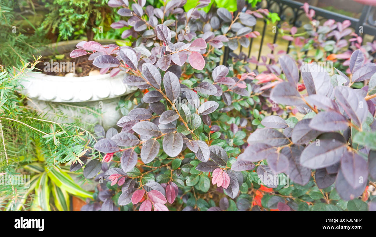 Loropetalum chinense, Chinese Fringe Flower or Chinese Witch Hazel ...