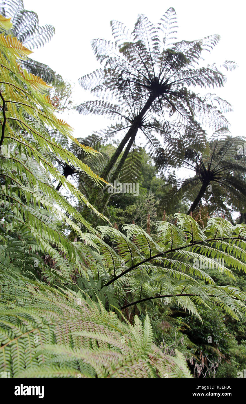 Indigenous native plants vegetation hi-res stock photography and images ...