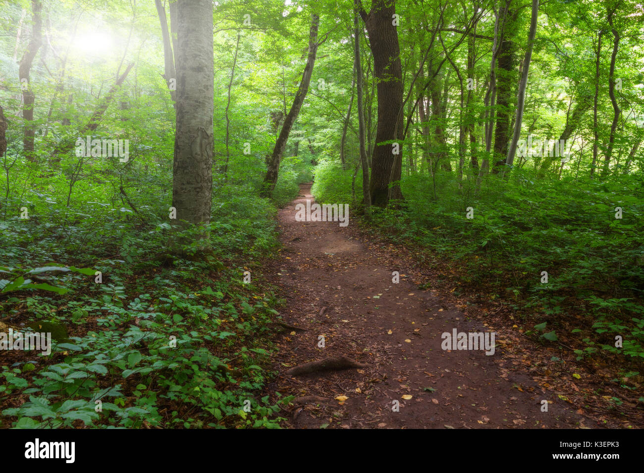 Nature summer green forest scene: trees, foliage, path, and sun visible ...