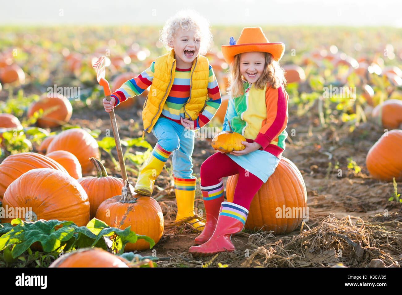 Little girl and boy picking pumpkins on Halloween pumpkin patch ...