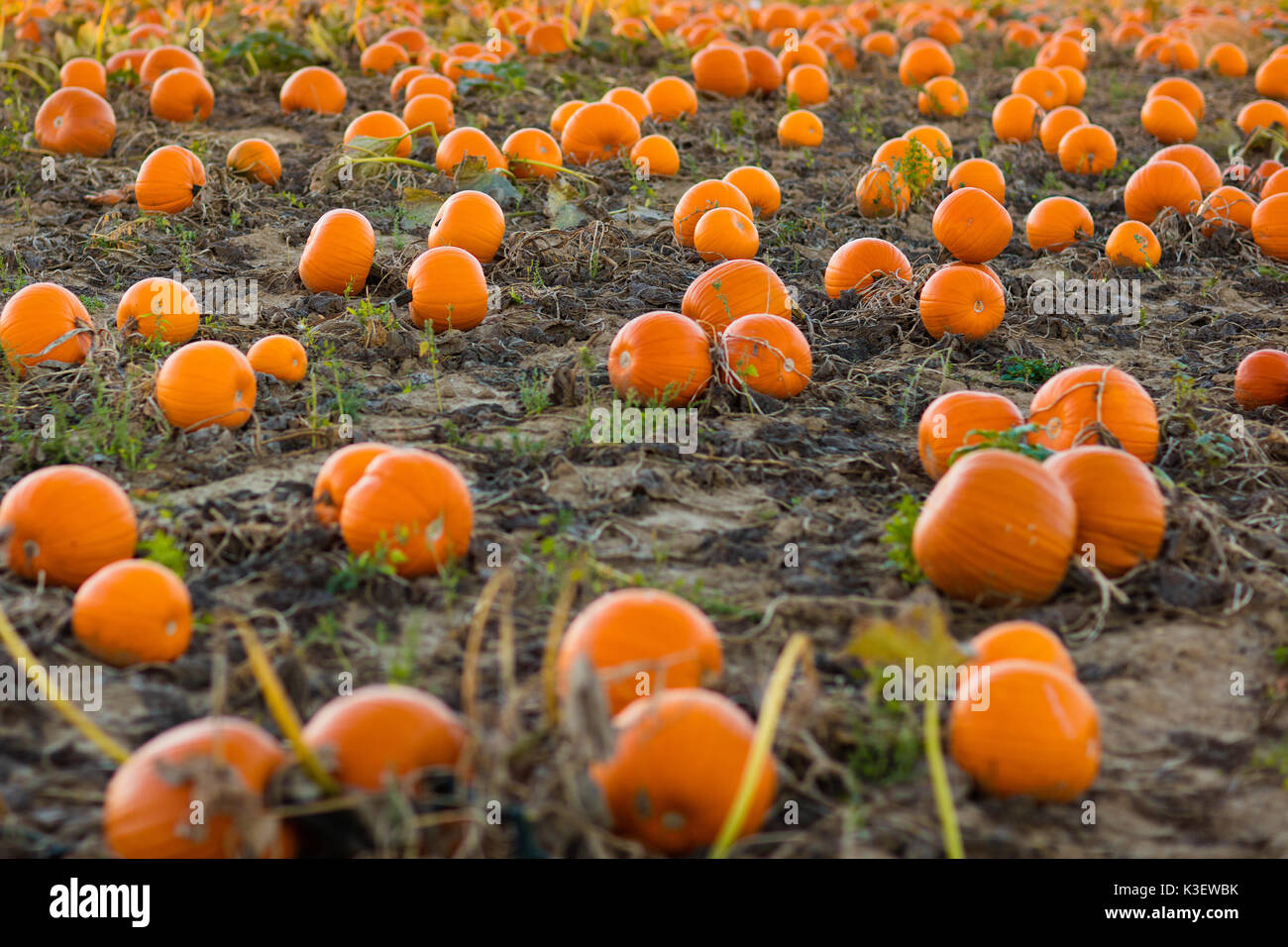Beautiful pumpkin field in Germany, Europe. Halloween pumpkins on farm ...